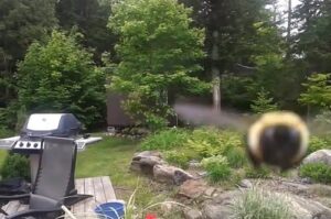How To Keep Bees Away From Security Cameras? Best 8 Ways